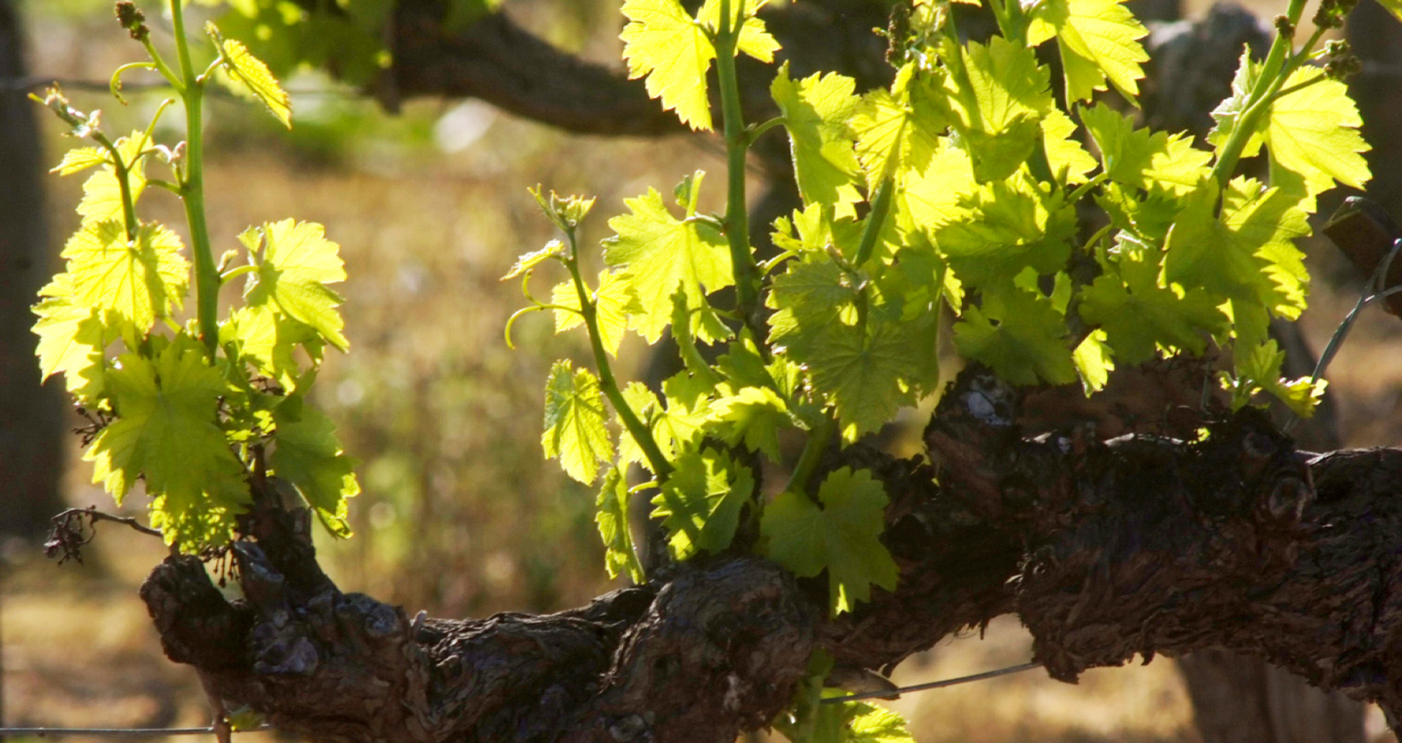 Accueil V2 – Domaine Chabrier & Fils